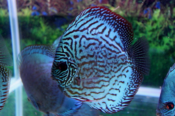 きりんず きらり