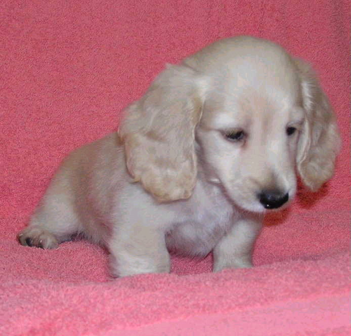 （この写真は、ネットで掲載されていたものです。）