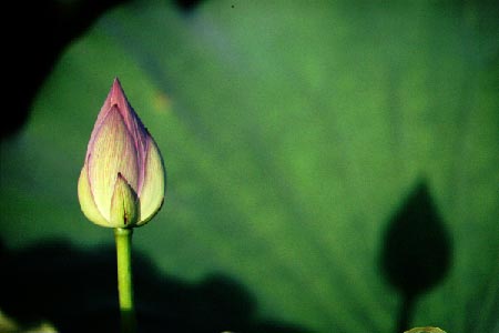 使用 機材 ミノルタ α 807si af200 2 8g データ フジ プロビア 100 絞り f4