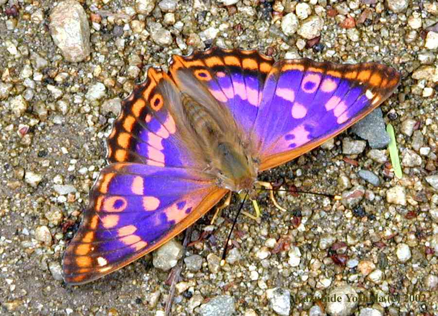 Apatura metis - Alchetron, The Free Social Encyclopedia