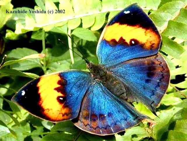 Kallima inachus eucerca