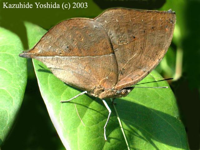 Kallima inachus eucerca