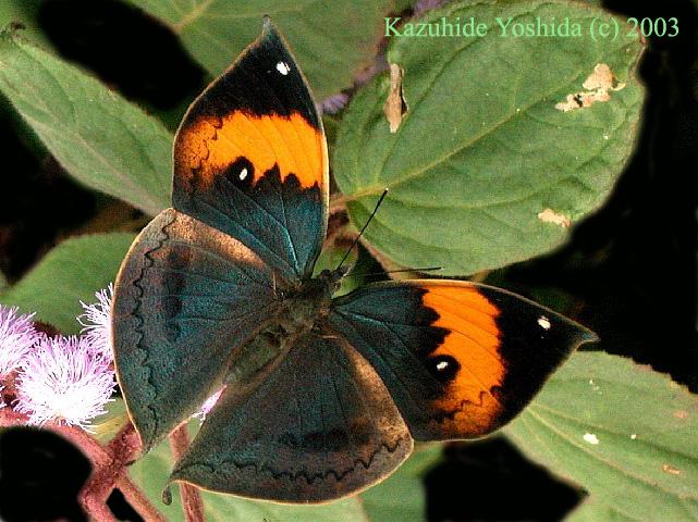 Kallima inachus eucerca