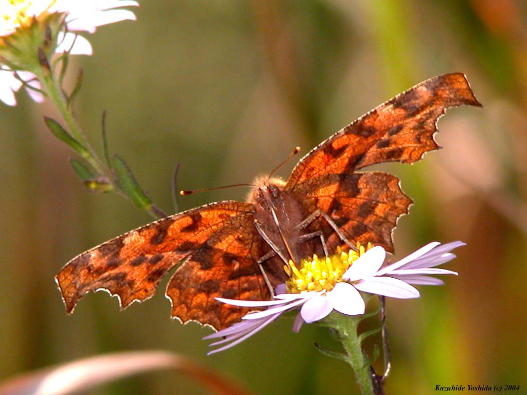 Polygonia c-aureum