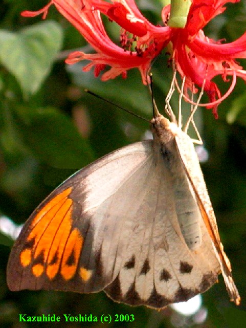 Hebomoia glaucippe liukiuensis