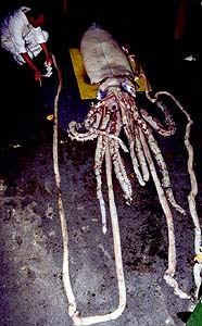 KING OF SQUID - JAPANESE SECTION - SQUID SECTION - ECOLOGY