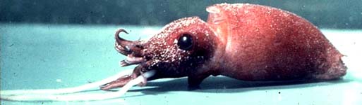 KING OF SQUID - JAPANESE SECTION - SQUID SECTION - ECOLOGY