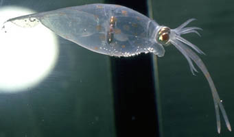 烏賊の王様 - KING OF SQUID - RAY DEL CALAMAR