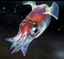 烏賊の王様 - KING OF SQUID - RAY DEL CALAMAR