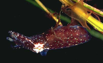 烏賊の王様 - KING OF SQUID - RAY DEL CALAMAR