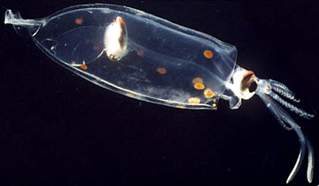 烏賊の王様 - KING OF SQUID - RAY DEL CALAMAR