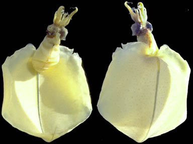 烏賊の王様 - KING OF SQUID - RAY DEL CALAMAR