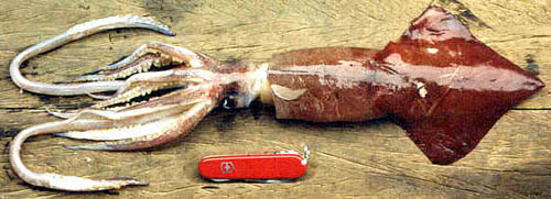 KING OF SQUID - JAPANESE SECTION - SQUID SECTION - ECOLOGY