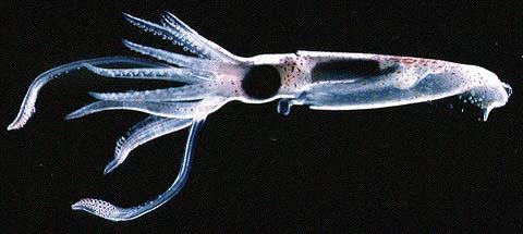 烏賊の王様 - KING OF SQUID - RAY DEL CALAMAR