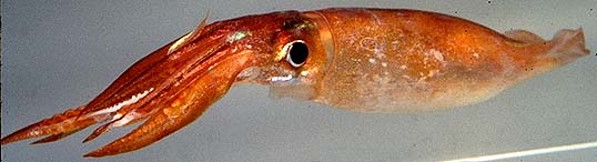 KING OF SQUID - JAPANESE SECTION - SQUID SECTION - ECOLOGY