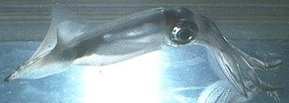 烏賊の王様 - KING OF SQUID - RAY DEL CALAMAR