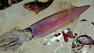 KING OF SQUID - JAPANESE SECTION - SQUID SECTION - ECOLOGY