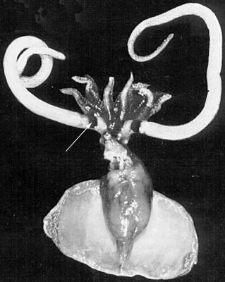 KING OF SQUID - JAPANESE SECTION - SQUID SECTION - ECOLOGY