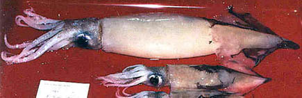 烏賊の王様 - KING OF SQUID - RAY DEL CALAMAR