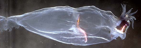 KING OF SQUID - JAPANESE SECTION - SQUID SECTION - ECOLOGY