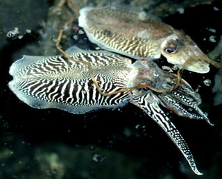 KING OF SQUID - JAPANESE SECTION - SQUID SECTION - ECOLOGY