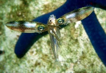 KING OF SQUID - JAPANESE SECTION - SQUID SECTION - ECOLOGY