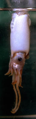 KING OF SQUID - JAPANESE SECTION - SQUID SECTION - ECOLOGY