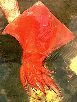 KING OF SQUID - JAPANESE SECTION - SQUID SECTION - ECOLOGY