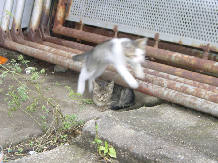 cat021.jpg